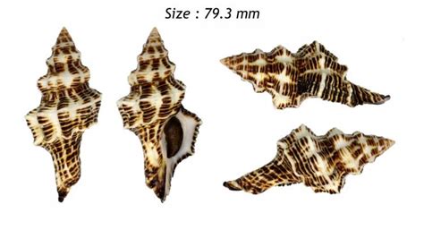 Latirus Philberti 3829339