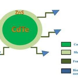 QD Schematic Illustration For Biomedical And Biology Applications The Download Scientific
