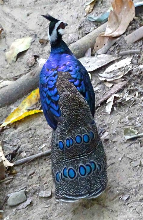 Palawan Peacock Pheasant Ray Cannons Nature Notes