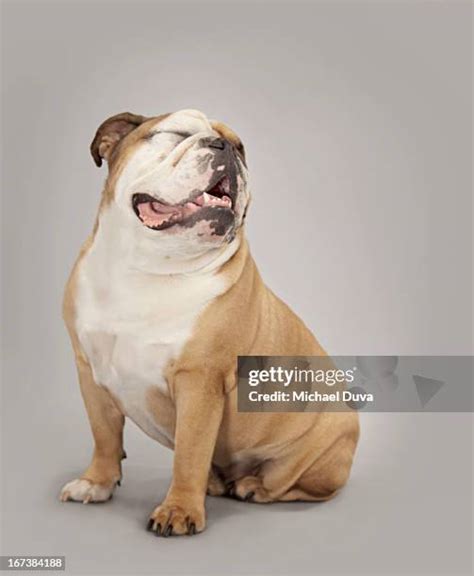 Bulldog Funny Photos And Premium High Res Pictures Getty Images