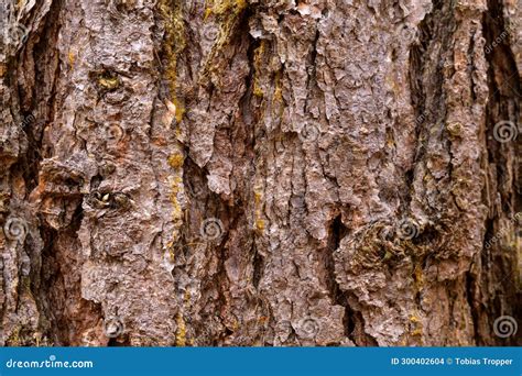 Pine Bark Brown Texture Tree Background With Dripping Resin Stock Photo