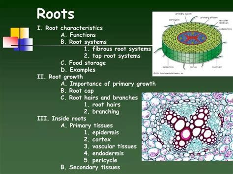 Ppt Roots Powerpoint Presentation Free Download Id 2955395