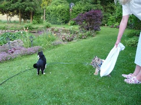 Why Is Vbnetcxaml Vs2019 Is Better Than Vb6 Heres Why