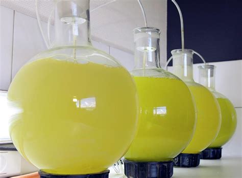 Microalgae Production For Biofuels Photograph By Pascal Goetgheluck Science Photo Library Pixels