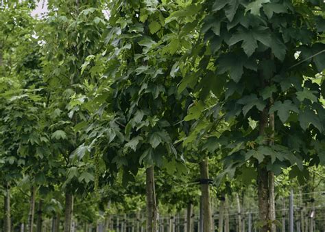 Acer Pseudoplatanus Urbidermis