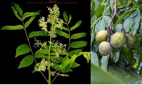 ផ្លែម្កាក់ ស្លឹកខ្ចីៗធ្វេីជាម្ជូរសម្រាប់ស្ល ផ្លែខ្ចី និងទុំអាចបរិភោគបាន