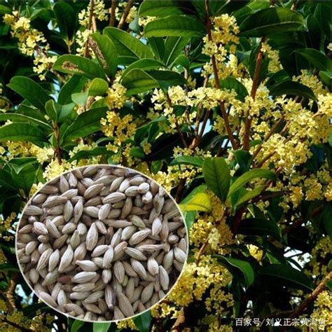 桂花树种子 图库 五毛网