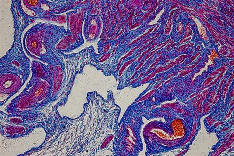 Showing Light Micrograph Type Of Tissue Human Under The Microscope In