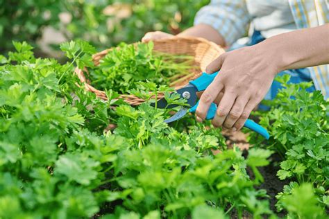 A Comprehensive Guide To Growing Parsley