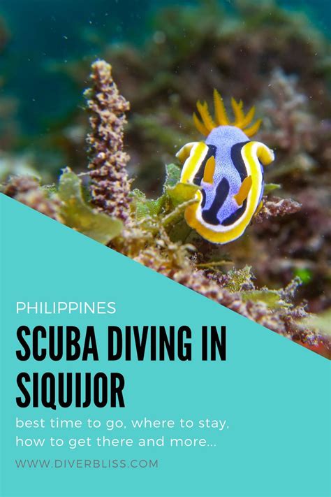Siquijor Philippines Scuba Diving Guide Philippines Travel Scuba Diving Best Scuba Diving