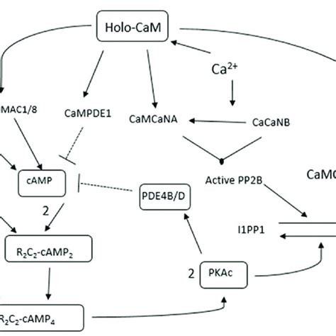 Pathway Diagram Representing Reactions Used In The Mathematical Model Download Scientific