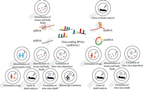 various research and potential applications of microrna mirna