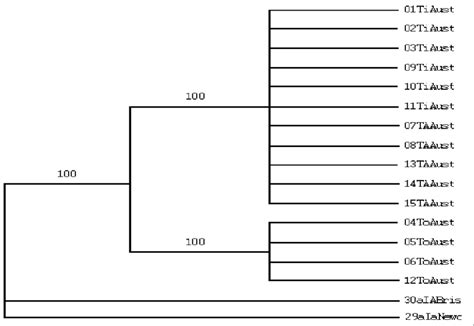 2 16s mtdna gene sequence unrooted parsimony tree using a heuristic