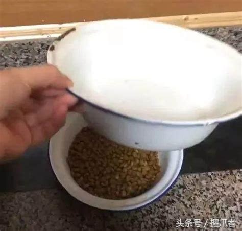 大寫的尷尬！邊牧「藏狗糧」被鏟屎官發現，眼神絕望、不知所措！ 每日頭條