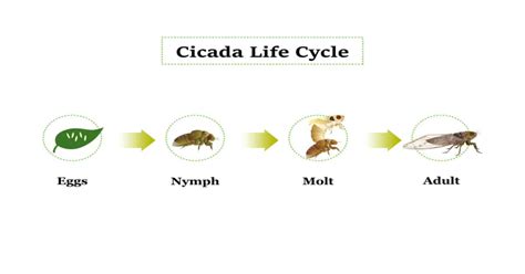 Cicada Life Cycle Peculiar And Fascinating Learn About Nature