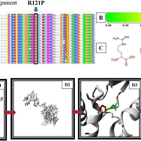 Details Of Cbs Gene Variants And Mthfr C677t Polymorphism Of 14 Download Scientific Diagram