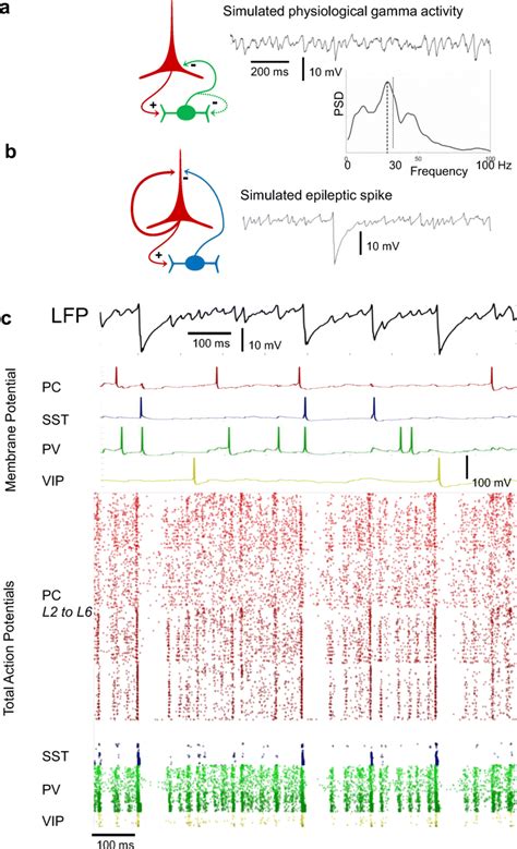 network dynamics examples of network activity related to simulated