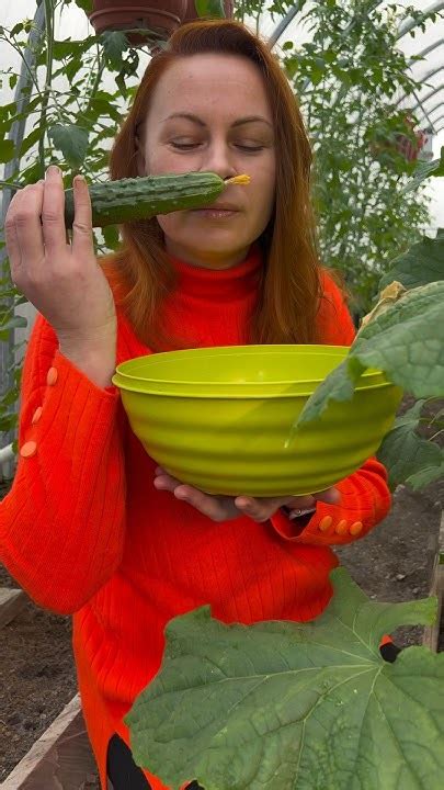 Вырастили первый урожай🥒Огурцы растут в пакетах Youtube