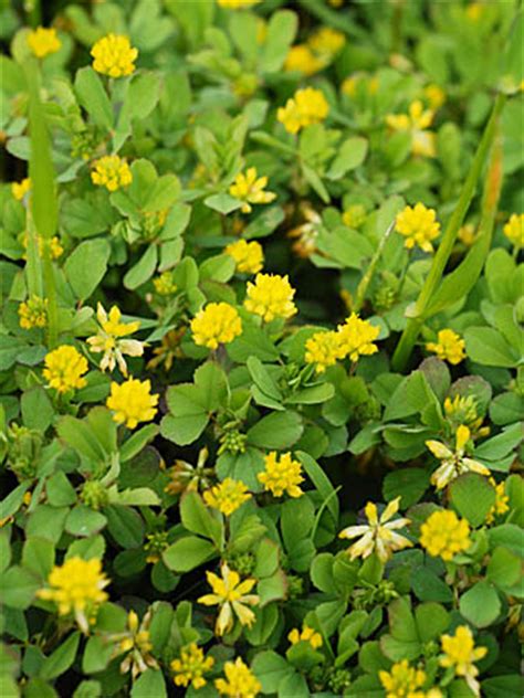 コメツブツメクサ Trifolium dubium マメ科 Fabaceae シャジクソウ属 三河の植物観察