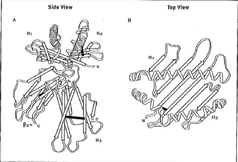 4 Schematic Presentation Of The Crystallographic Structure Of An Hla Download Scientific