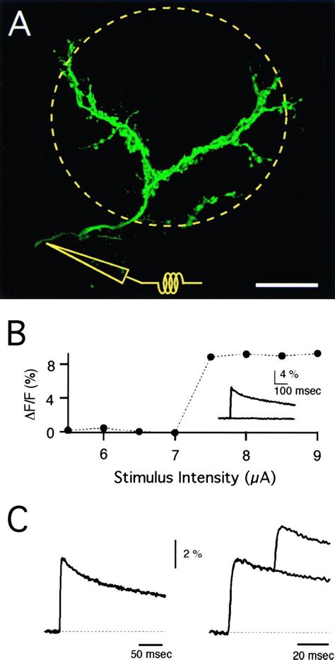 Monitoring Presynaptic Calcium Dynamics In Projection Fibers By In Vivo