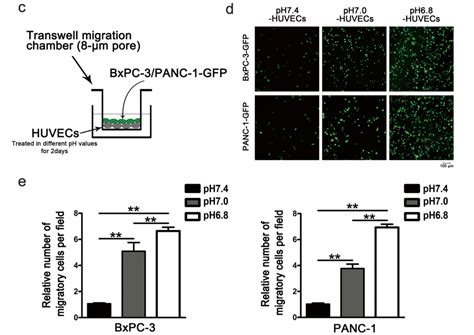 文献精读 反馈回路 ：内皮细胞通透性 知乎