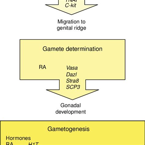 Schematic Diagram Of The Developmental Stages Of Mammalian Germ Cell Download Scientific