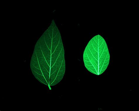 Big Or Small Our Lab Modified Soybean Plants Emit Their Fluorescent Signals And Display Their