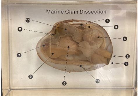 Marine Clam Dissection Diagram Quizlet