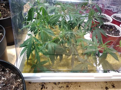 First Attempt At Cloning Going Well So Far Days In They Drooped For About Hours After