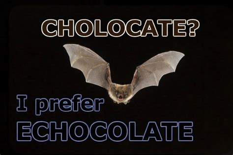 Bat Memes Chocolate Vs Echolocation Komik Resimler Komik Görüntüler