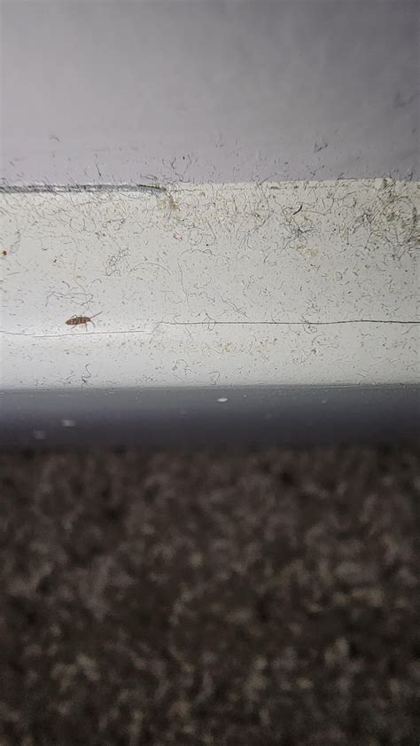Bed Bug And Larvae Rwhatbugisthis