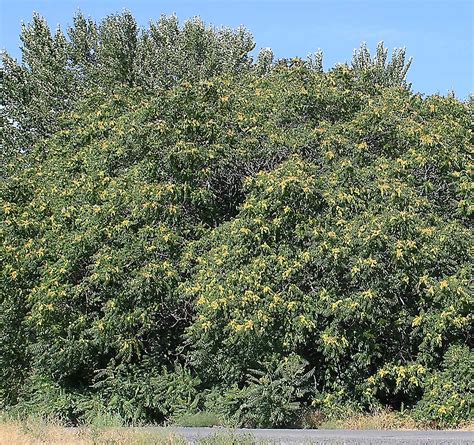 Tree Of Heaven Cant Wait Good Fruit Grower