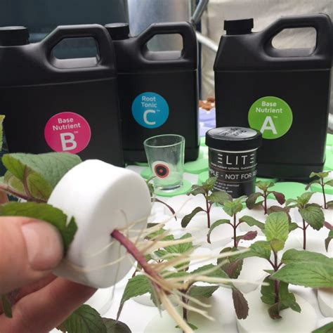 Aeroponic Cloning Tips Grozine