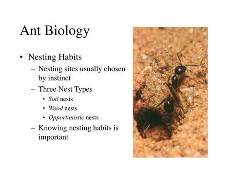 Ppt Ants And Ant Control Powerpoint Presentation Free Download Id