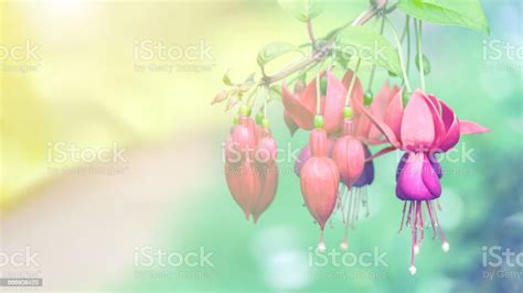 아름 다운 꽃 그리고 화창한 여름 또는 엽서의 봄 날 정원에서 녹색 잎 배경 뷰티 장식 및 농업 아이디어 컨셉 디자인입니다 0명에 대한 스톡 사진 및 기타 이미지 Istock