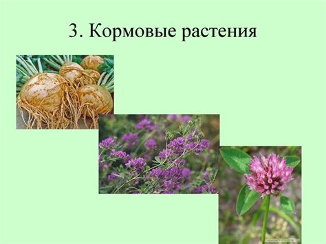 Значение растений в природе и жизни человека презентация онлайн