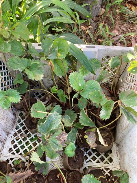 😭ฝนตกทุกวัน งอกเงยดี ไมโคร ออร์แกนิค ฟาร์ม By มาดามดอย