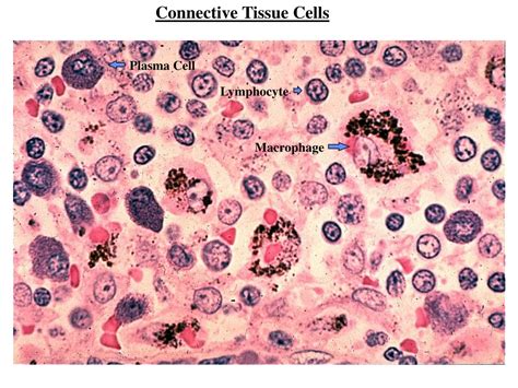Ppt Connective Tissue Development And Types Powerpoint Presentation