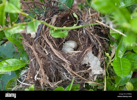 Bird S Nest With Eggs In A Tree Stock Photo Alamy Bird S Nest With Eggs In A Tree Stock Photo Alamy