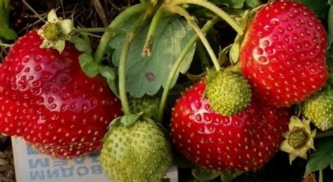 Як поливати та підживлювати полуницю щоб отримати гарний урожай Читайте на Ukr Net