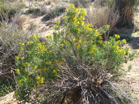 Tags Shrub Flowers Coastal Sage Scrub