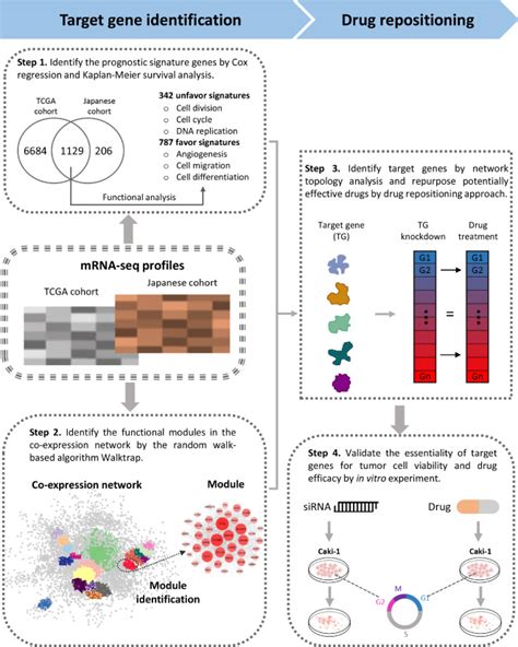 Chemotherapy Drugs And Cell Cycle