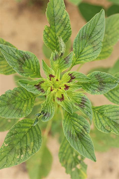 How To Identify Pigweed