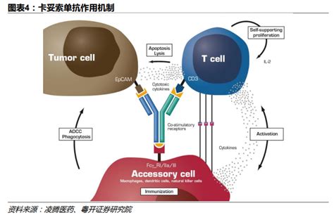 【行业】双抗深度报告 全球上市双抗药物梳理（17页） 乐晴智库