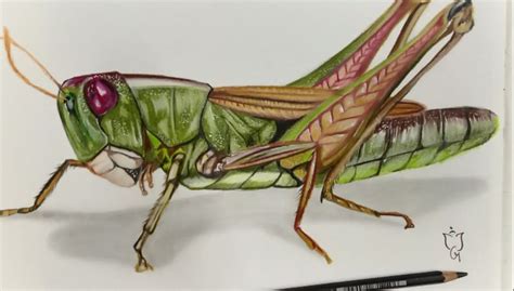 How To Draw Realistic Grasshopper Step By Step Realistic Grasshopper