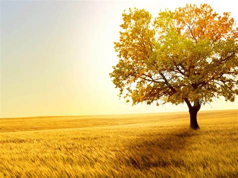 Tree In Field Backgrounds For Powerpoint Templates PPT Backgrounds