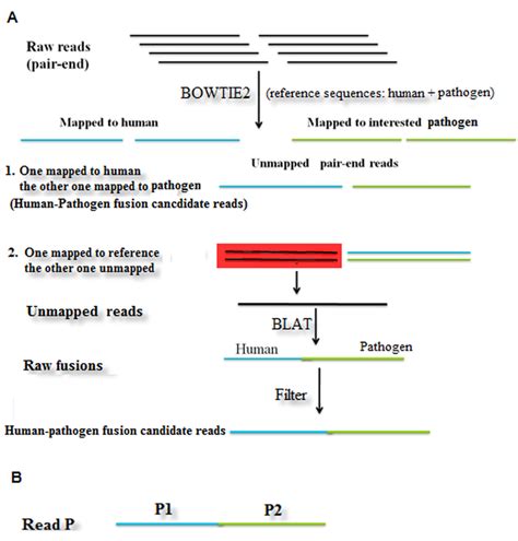 A Pathogen Detection Pipeline B Fusion Reads With One Part P1 Download Scientific Diagram