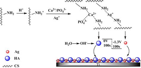 通过原位壳聚糖介导的脉冲电化学沉积制备抗菌和抗磨羟基磷灰石涂层 Acs Applied Materials And Interfaces X Mol