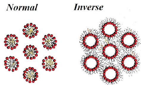 Cross Section Of The Normal And Inverse O Reverse Hexagonal Phase Download Scientific